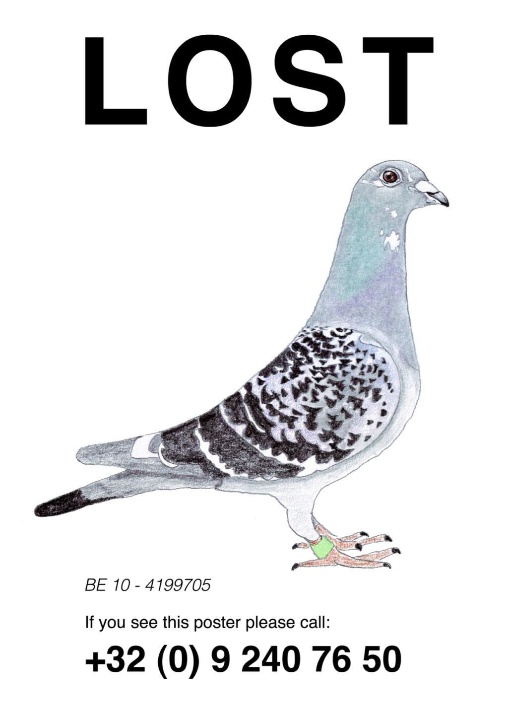 Pilvi Takala — Lost Pigeons